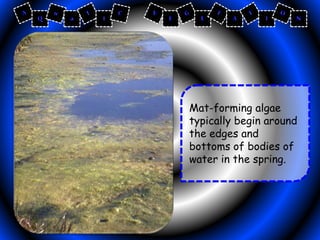 Aquatic Plant Management Method | PPTX