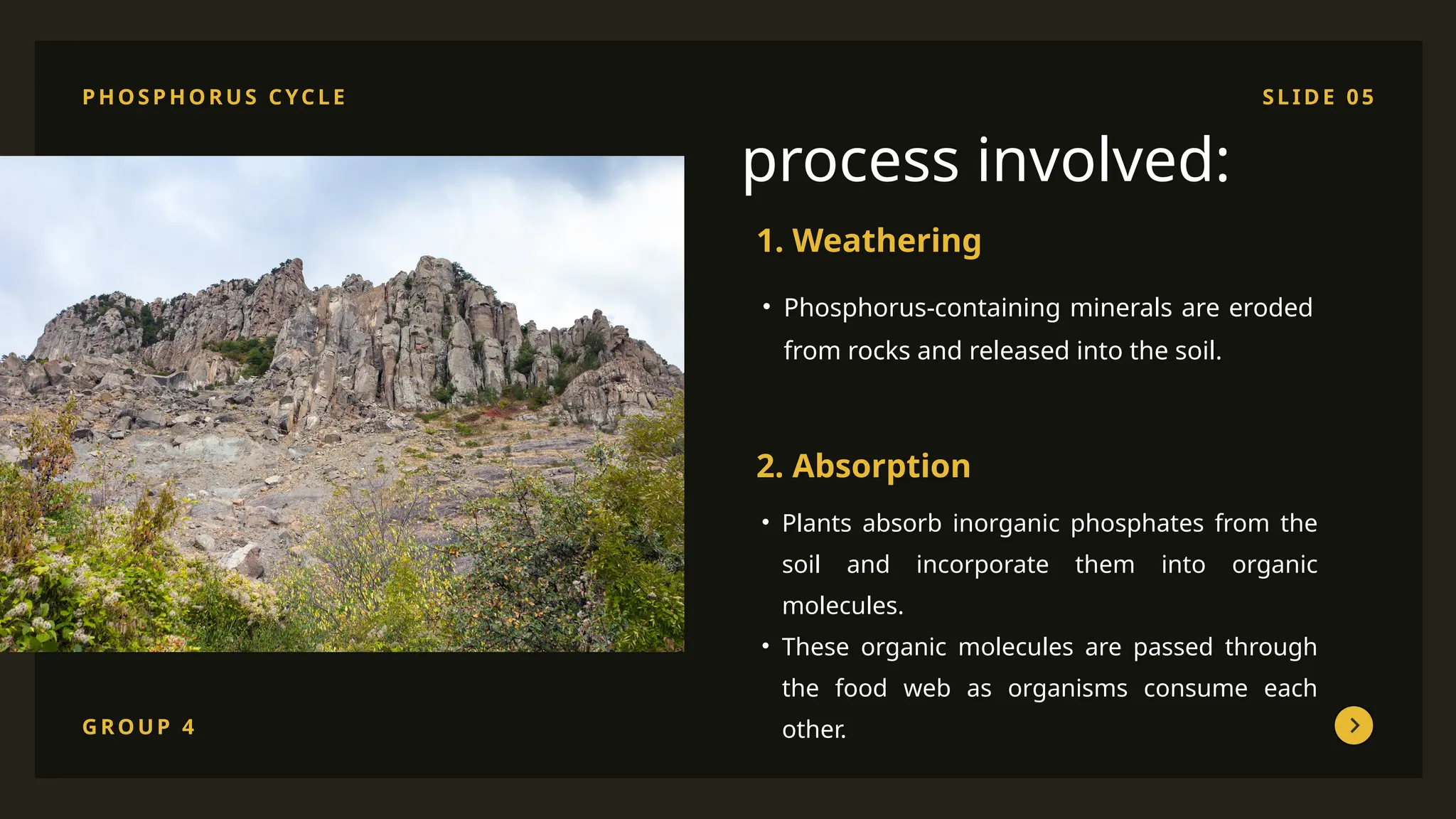 ECO-REPORT_Phosphorus Cycle_110940_0000.pptx