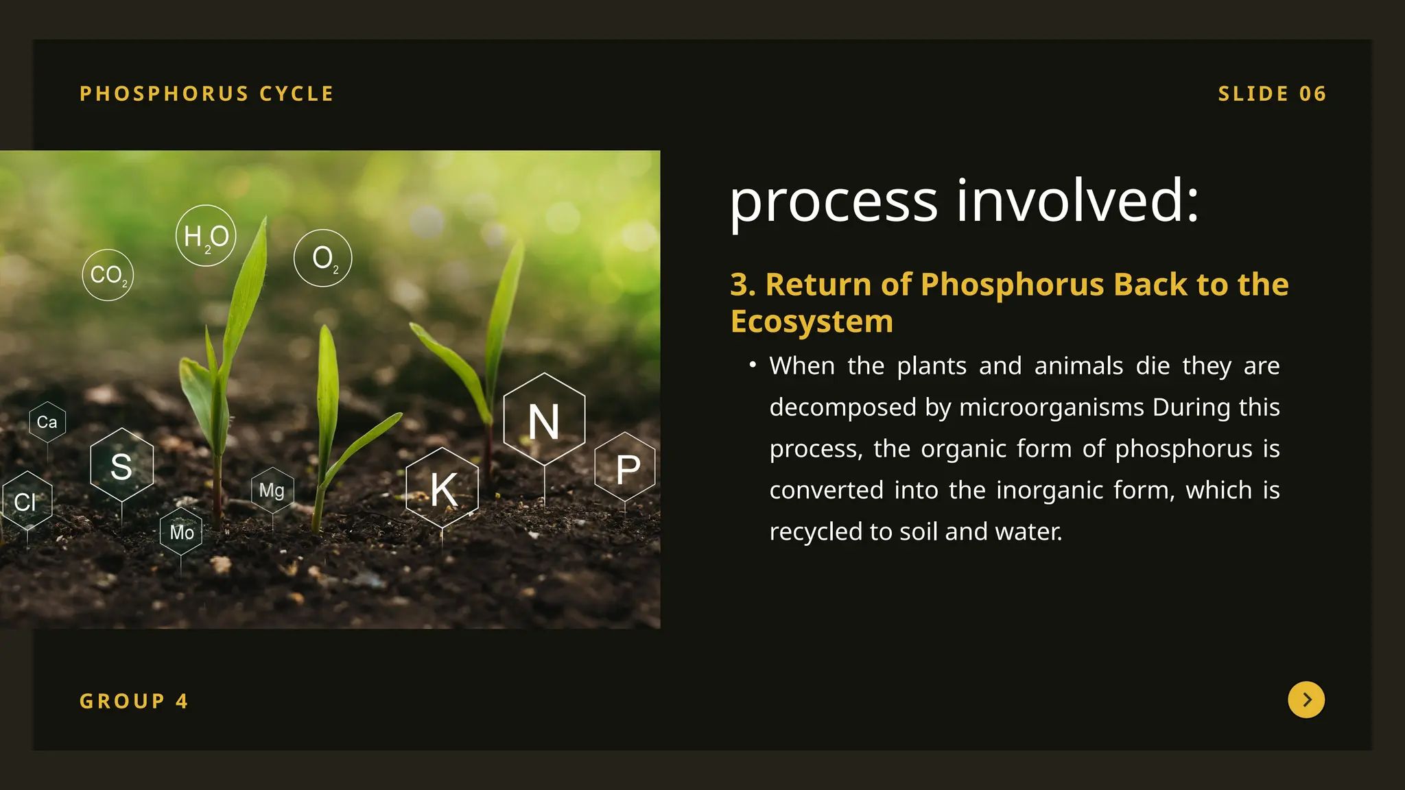 ECO-REPORT Phosphorus Cycle _110940_0000.pptx