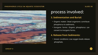 ECO-REPORT Phosphorus Cycle _110940_0000.pptx