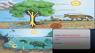 Eco system | PPT | Biological Sciences | Science