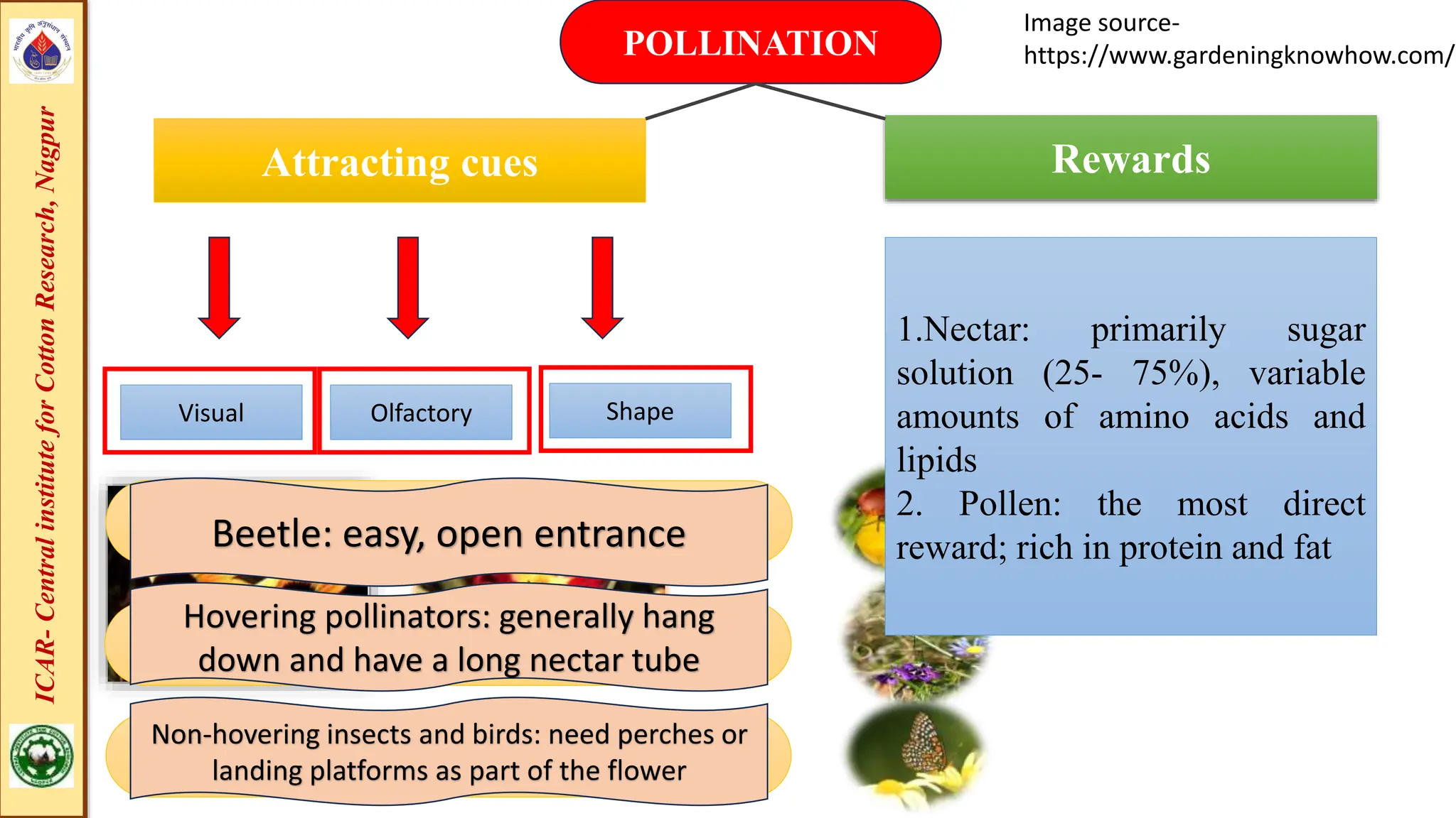 different Modes of Insect Plant Interaction | PPTX