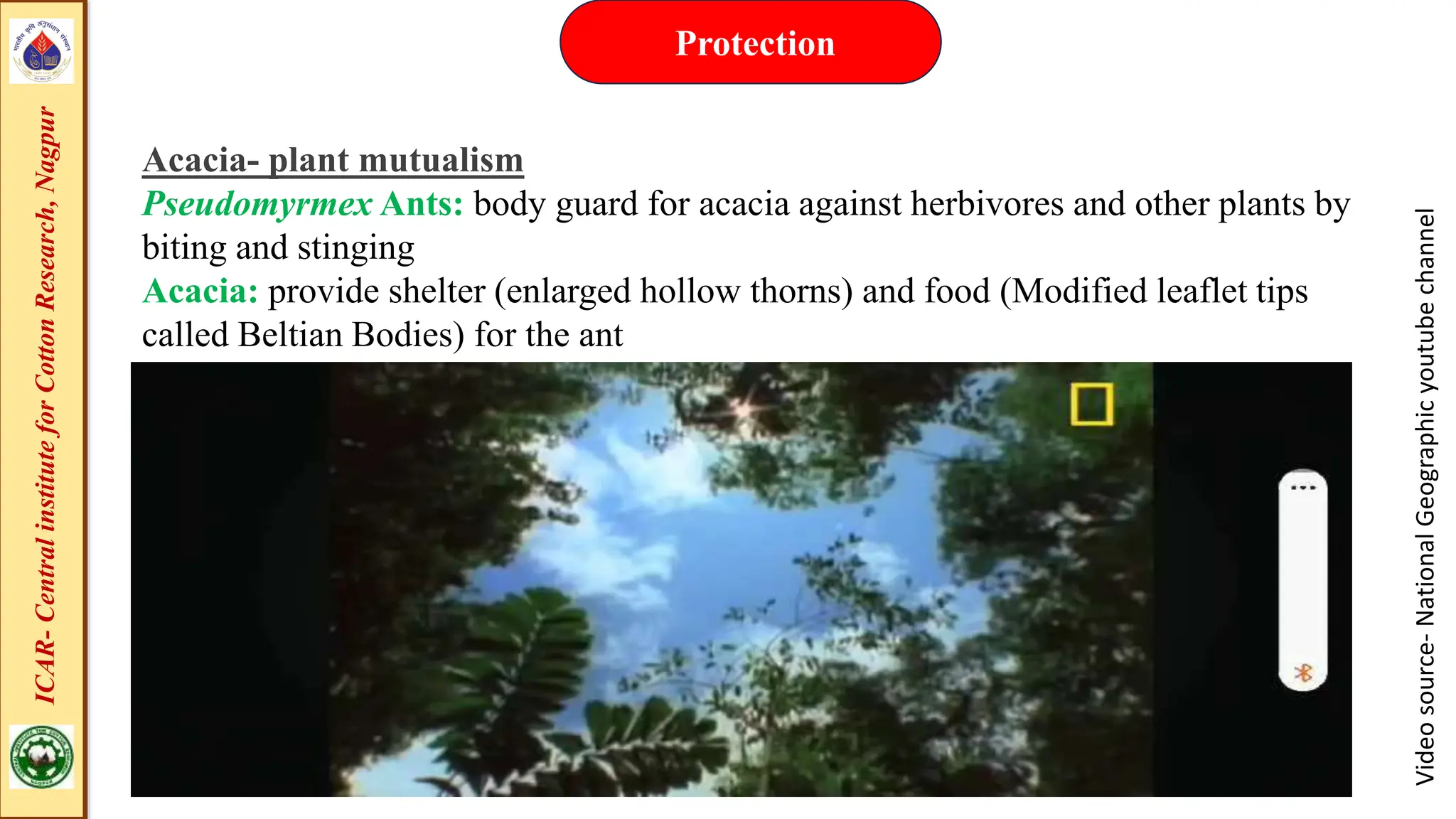 different Modes of Insect Plant Interaction | PPTX