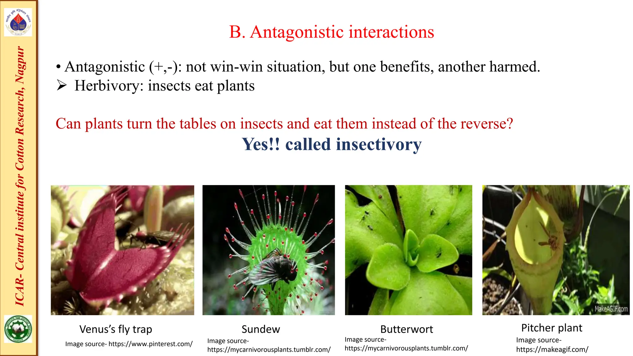 different Modes of Insect Plant Interaction | PPTX