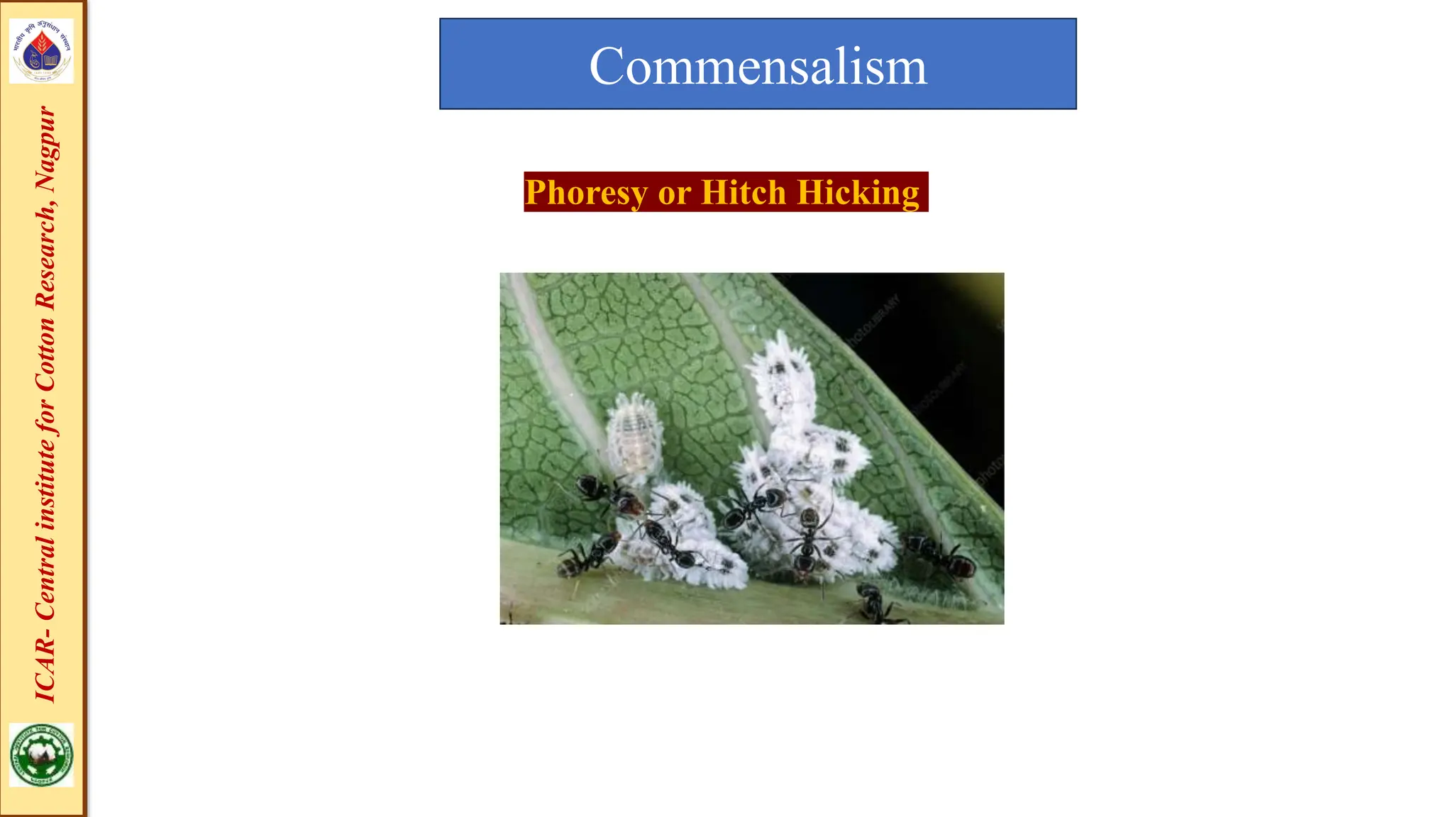 different Modes of Insect Plant Interaction | PPTX