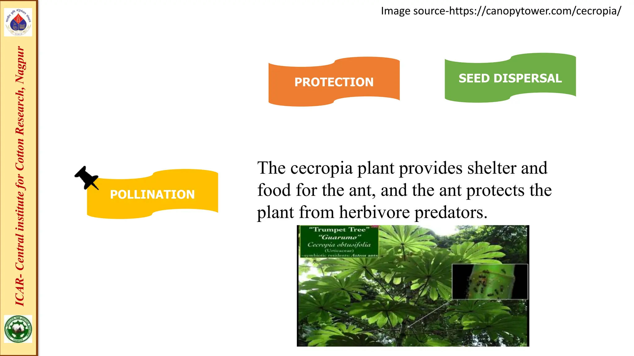 different Modes of Insect Plant Interaction | PPTX
