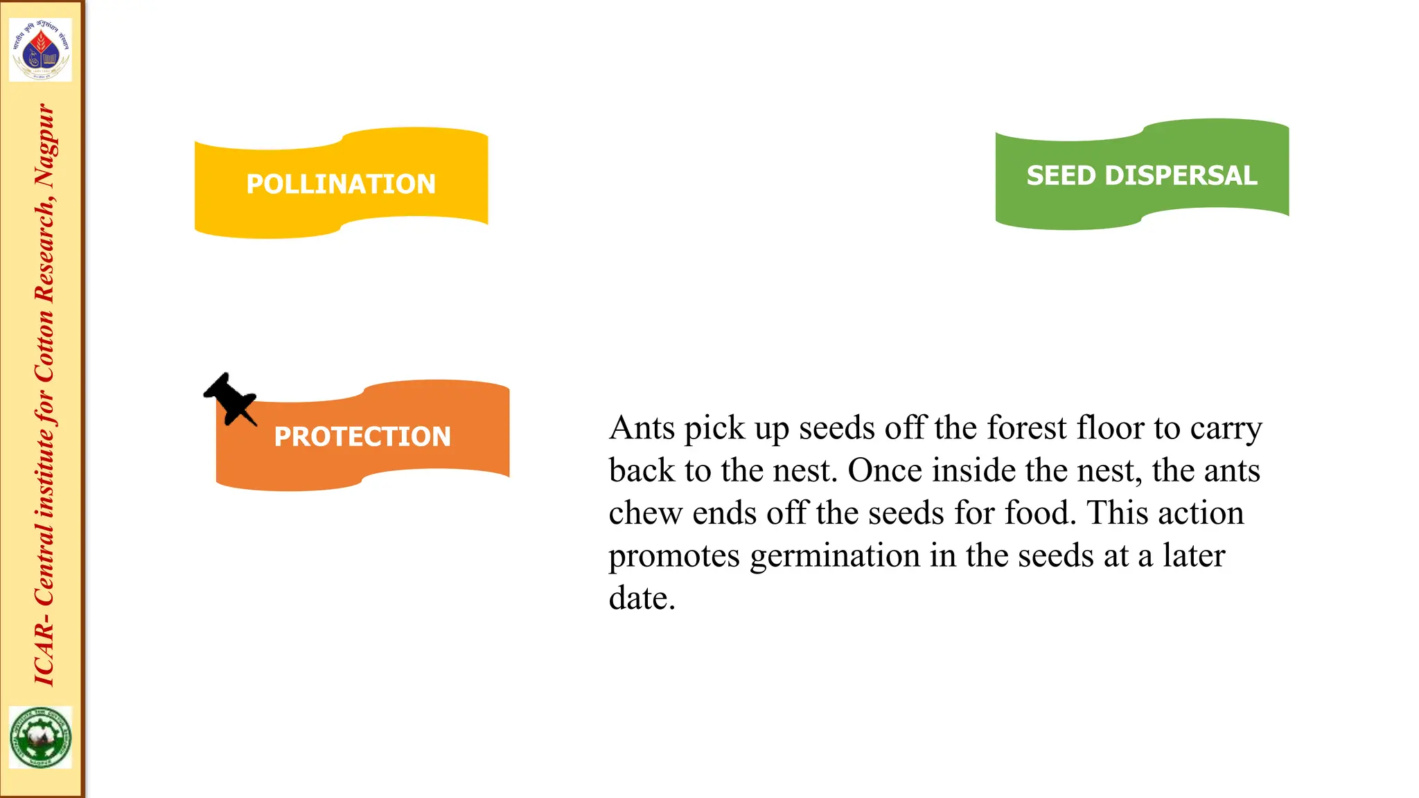 different Modes of Insect Plant Interaction | PPTX