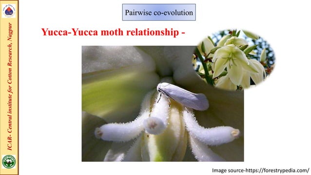 different Modes of Insect Plant Interaction | PPTX
