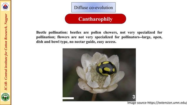 different Modes of Insect Plant Interaction | PPTX