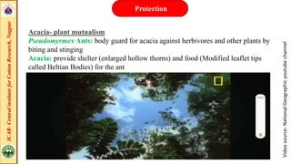different Modes of Insect Plant Interaction | PPTX