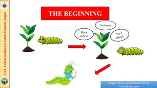 different Modes of Insect Plant Interaction | PPTX