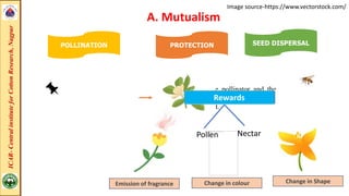 different Modes of Insect Plant Interaction | PPTX
