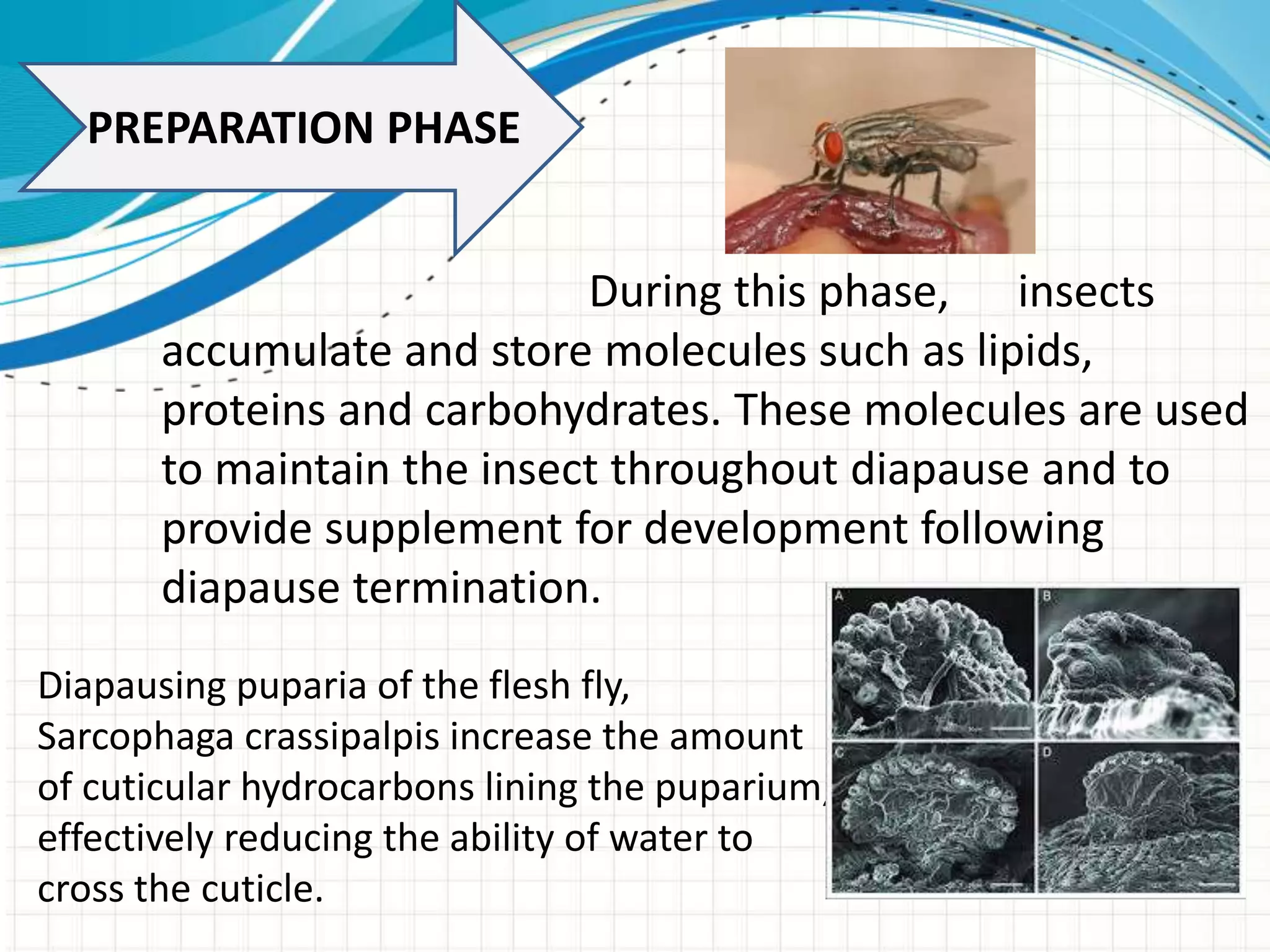 Seasonality in insects | PPTX