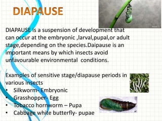 Seasonality in insects | PPTX