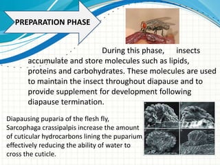 Seasonality in insects | PPTX
