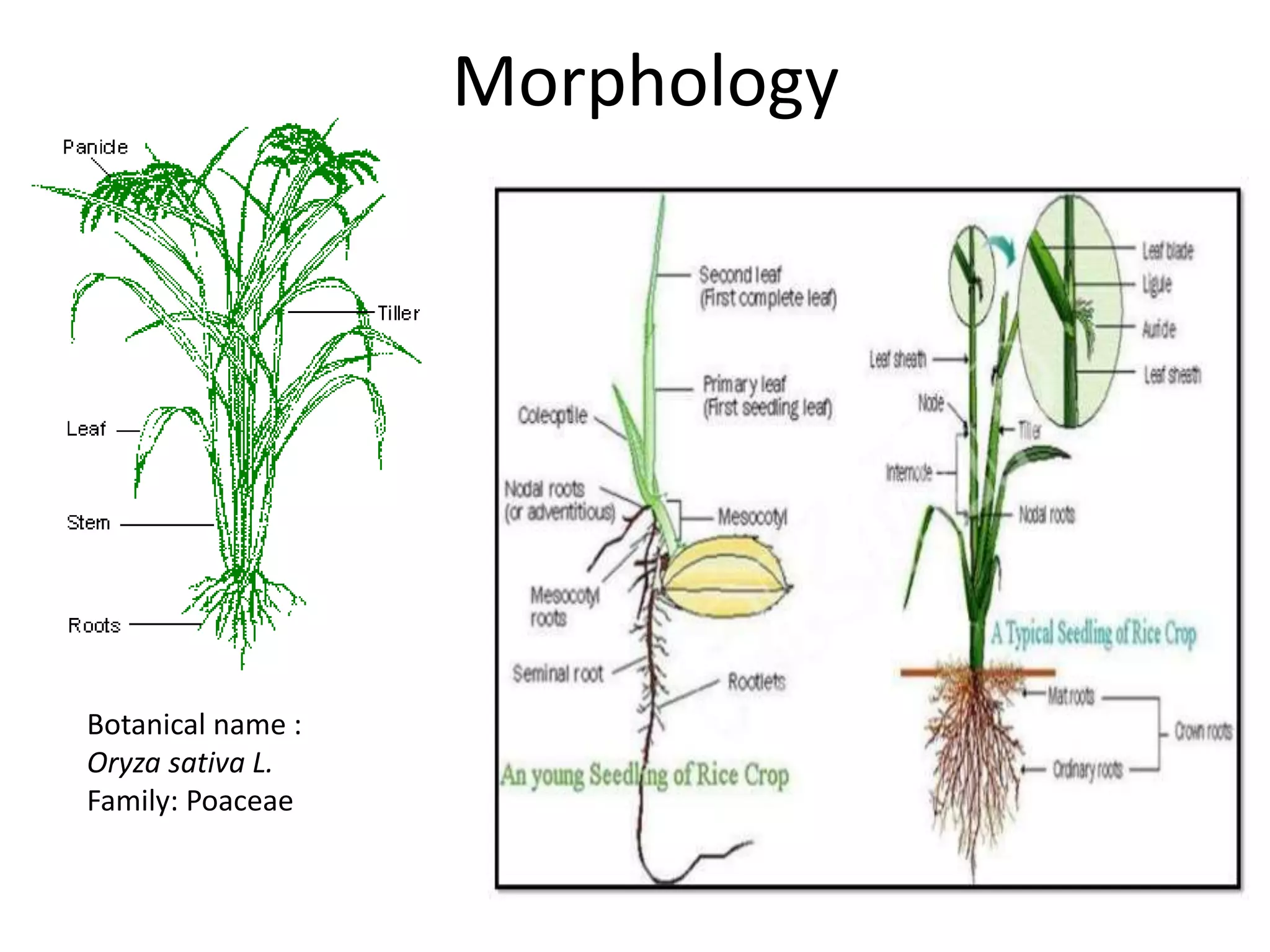 Economic Botany: Cereals: Rice | PPTX