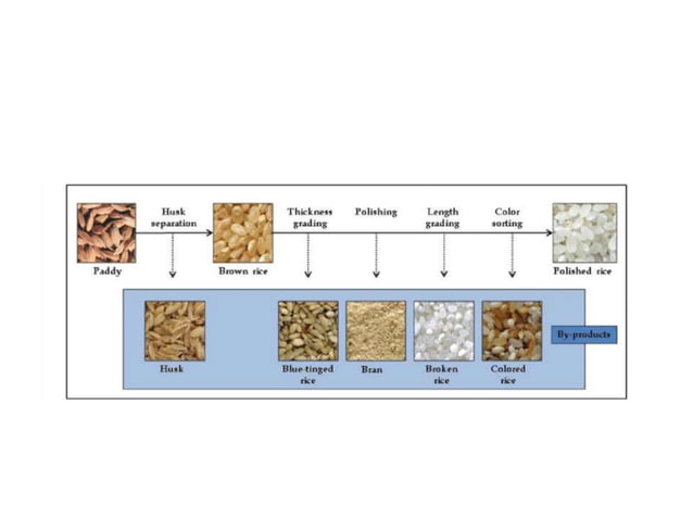 Economic Botany: Cereals: Rice | PPTX