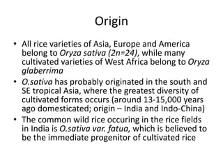Economic Botany: Cereals: Rice | PPTX