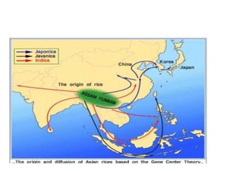 Economic Botany: Cereals: Rice | PPTX