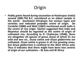 Economic Botany: Cereals: Rice | PPTX