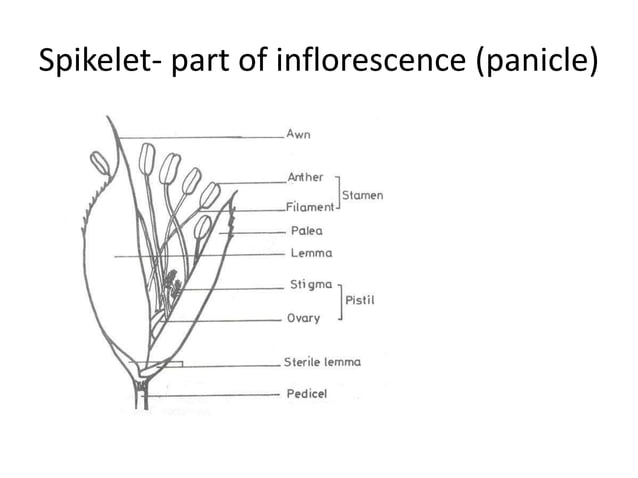 Economic Botany: Cereals: Rice | PPTX