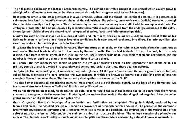 Economic Botany: Cereals: Rice | PPTX