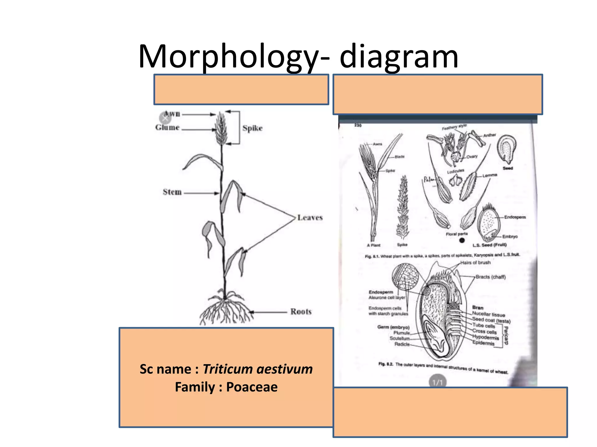 Economic Botany : Cereals : Wheat | PPTX