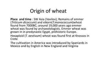 Economic Botany : Cereals : Wheat | PPTX