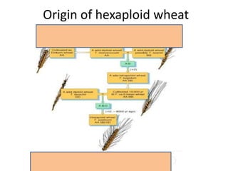 Economic Botany : Cereals : Wheat | PPTX