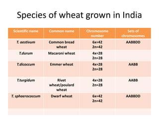 Economic Botany : Cereals : Wheat | PPTX