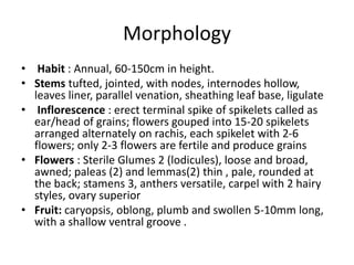 Economic Botany : Cereals : Wheat | PPTX