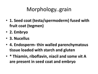Economic Botany : Cereals : Wheat | PPTX