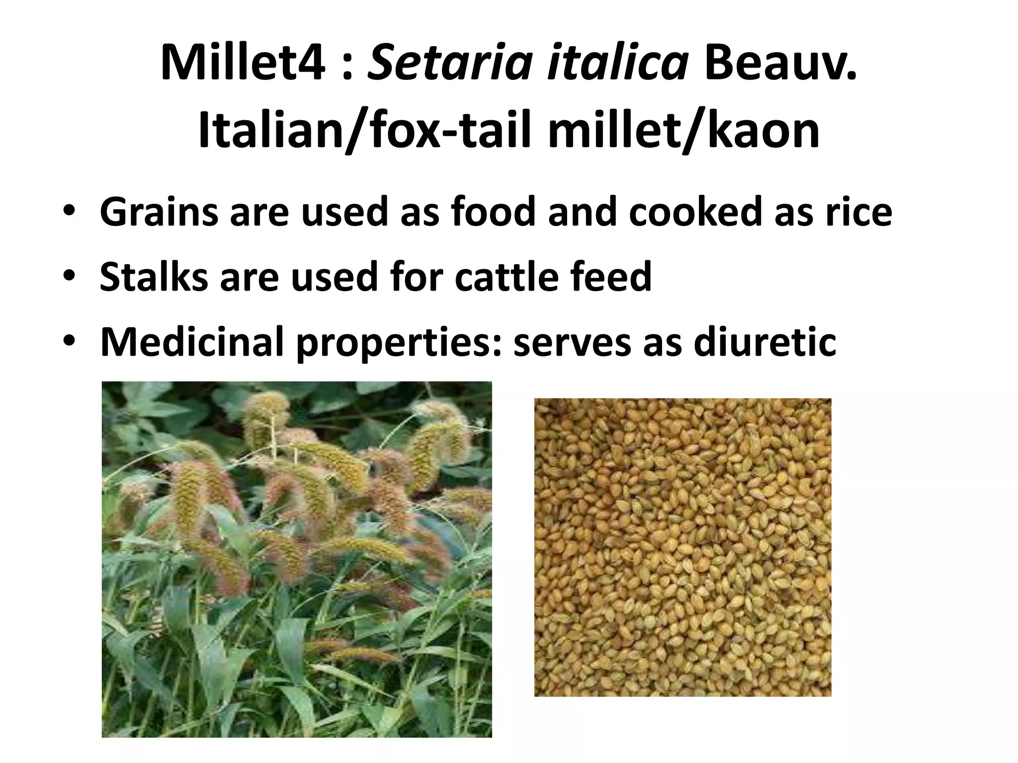 Economic Botany : Millets | PPTX