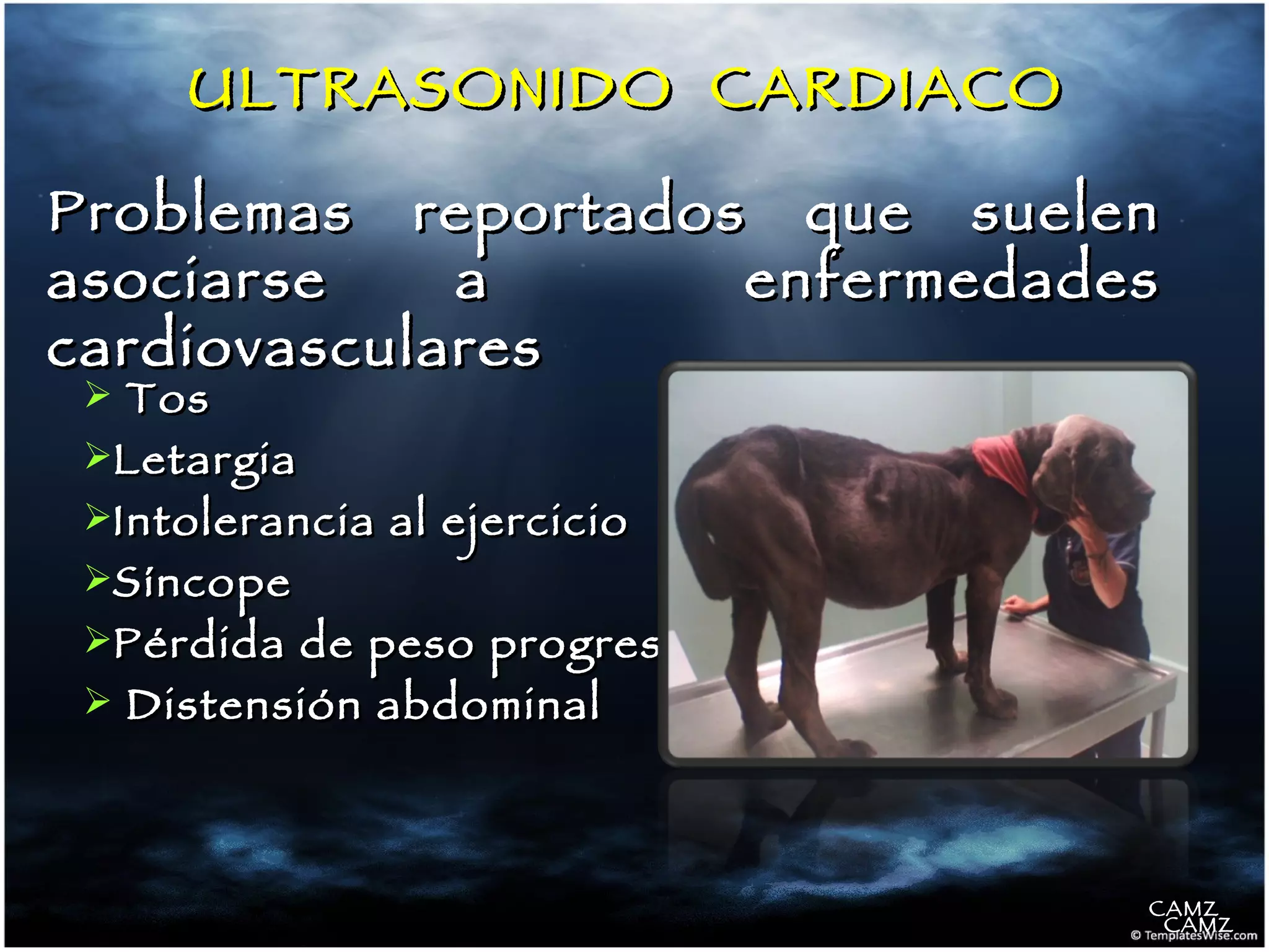 Ecocardiografia basica en perros y gatos | PPS