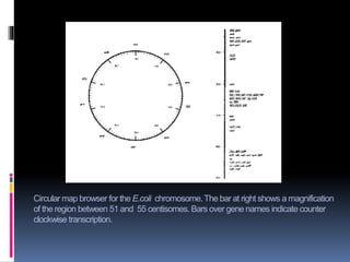Ecocyc database | PPT