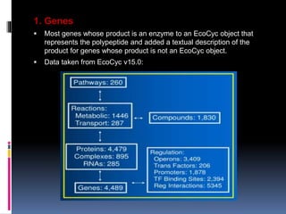 Ecocyc database | PPT