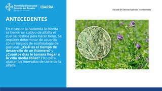 ECOFISIOLOGÍA DE LA ALFALFA ...