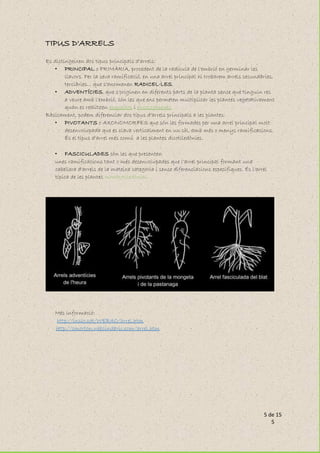 Ecofisiologia i processos vitals dels vegetals | PDF