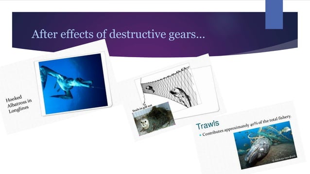 Ecofriendly fishing practices | PPTX | Zoos & Aquariums | Attractions