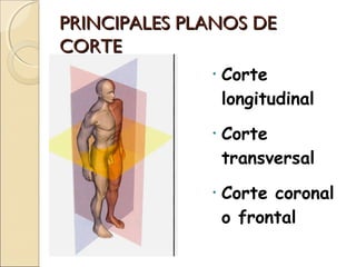 Corte Transversal Del Cuerpo