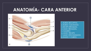 Ecografía musculoesquelética codo. tecnica y protocolopptx | PPTX