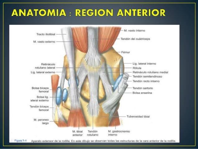 Ecografia de rodilla