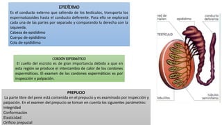 Ecografia en distintas especies y evaluacion seminal | PPTX