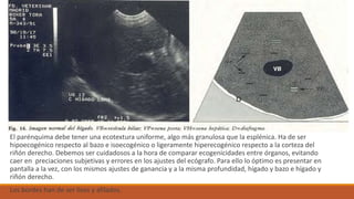 Qué Muestran Los Ultrasonidos De Perros