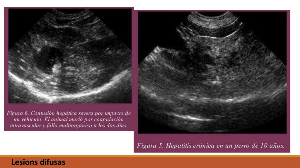 Ecografia hepatica del perro