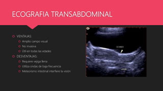 Ecografia transabdominal | PPTX