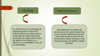 Ecografia y Evaluacion Seminal | PPT