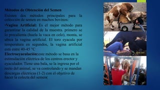 Ecografia Y Evaluacion Seminal Pptx