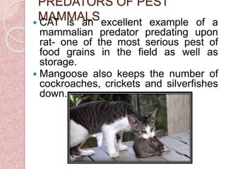 Eco imp. of mammals | PPTX
