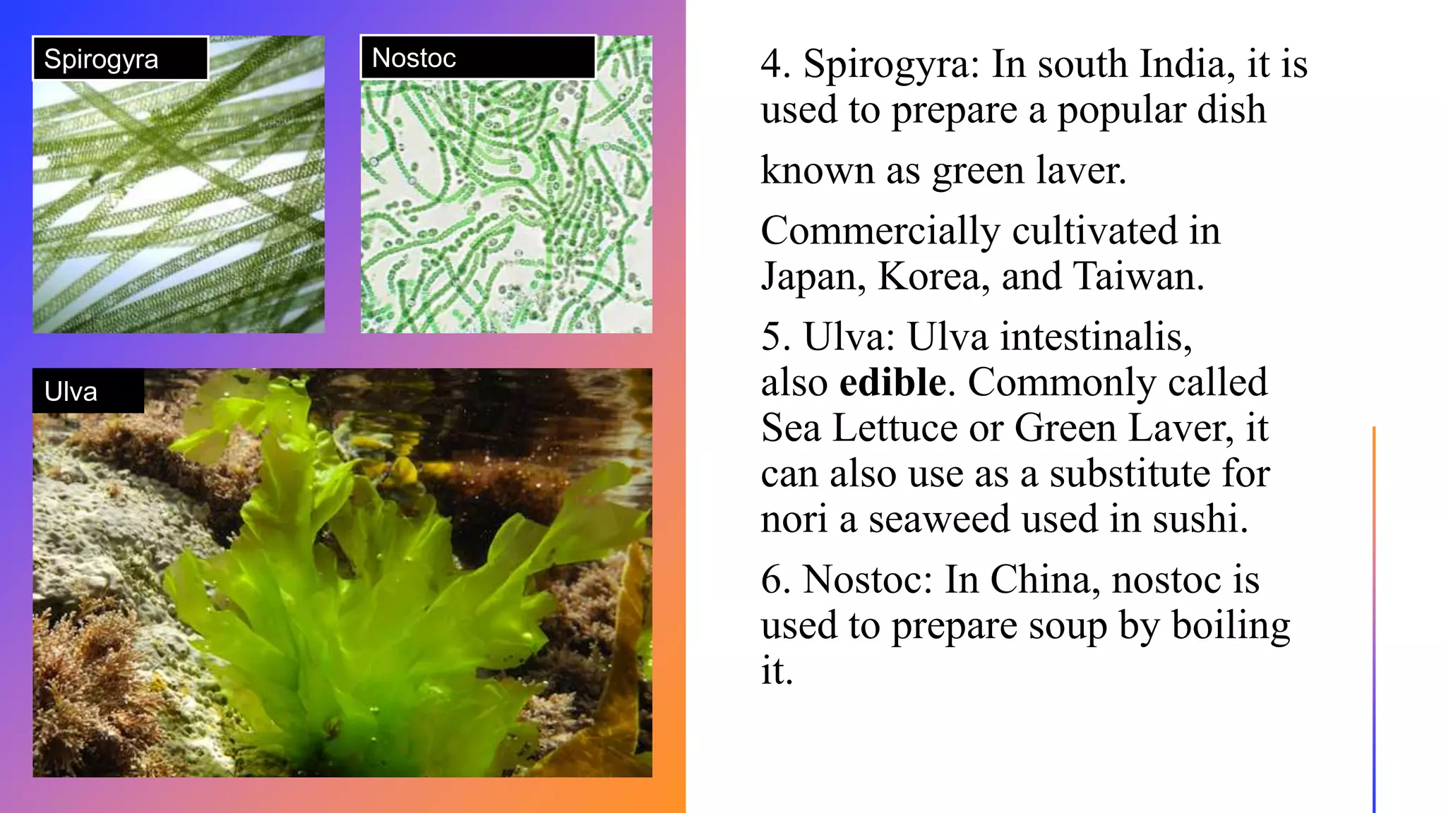 Eco imp of algae.pptx